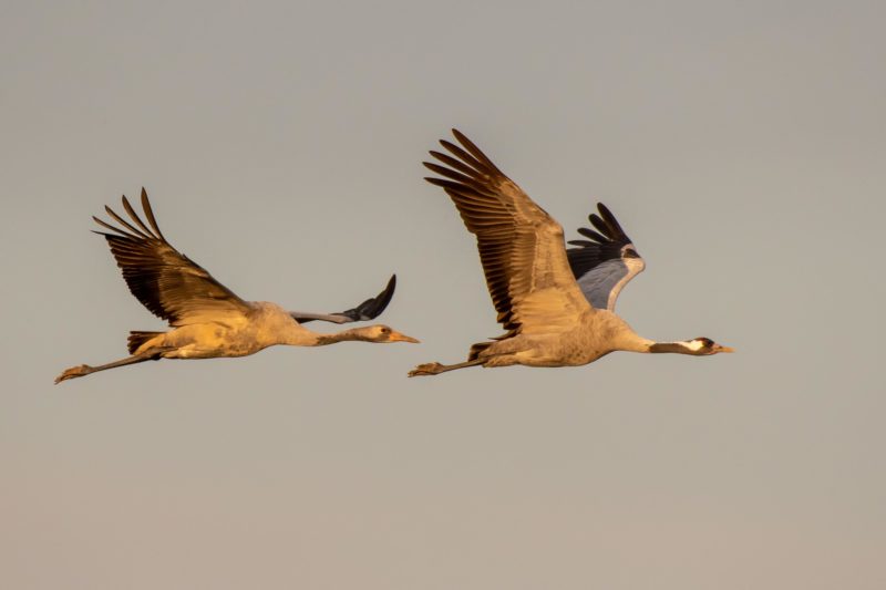 Kraniche - BIRDS AND NATURE
