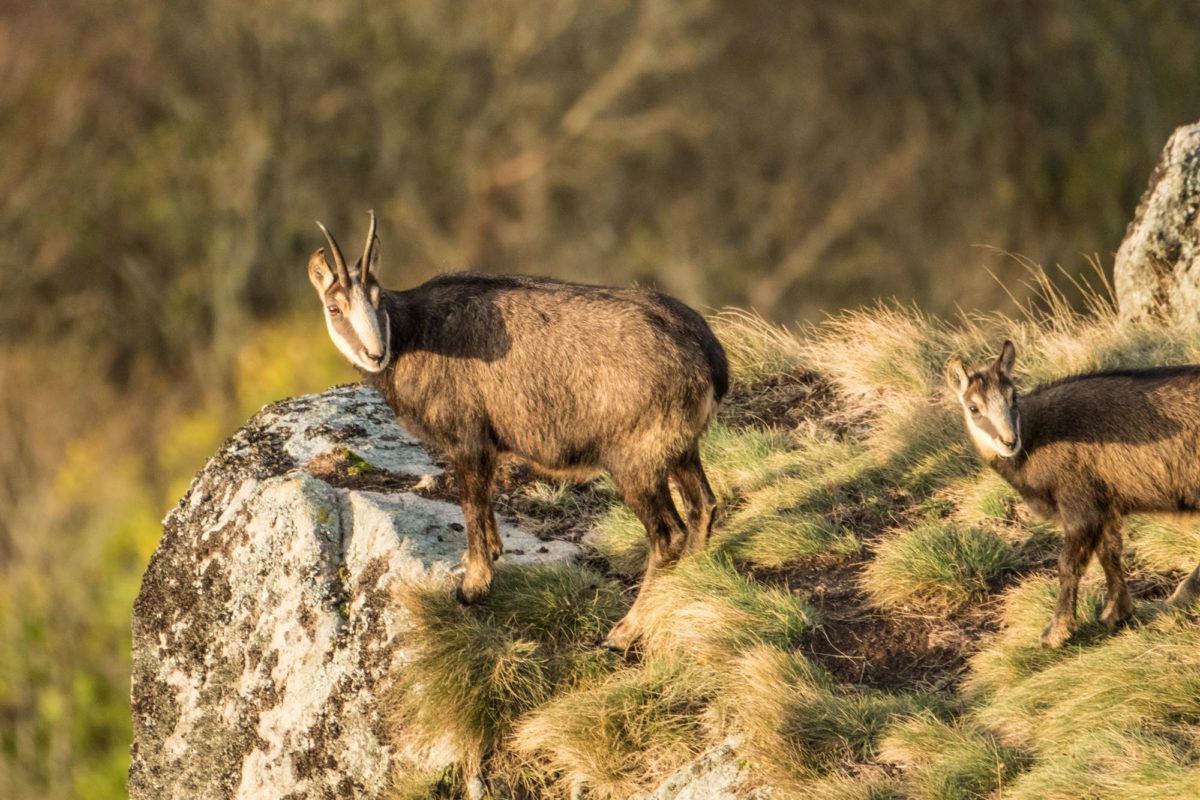 GEMSEN - BIRDS AND NATURE