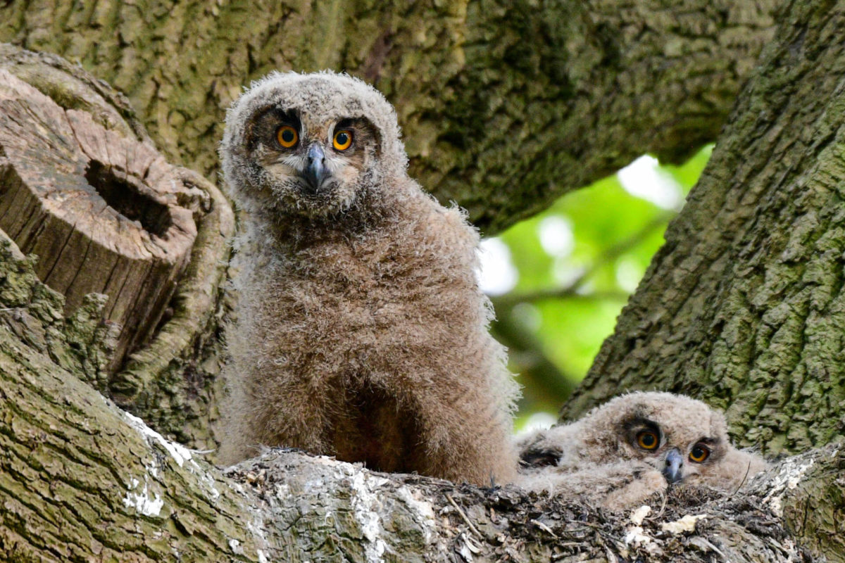 UHU - BIRDS AND NATURE