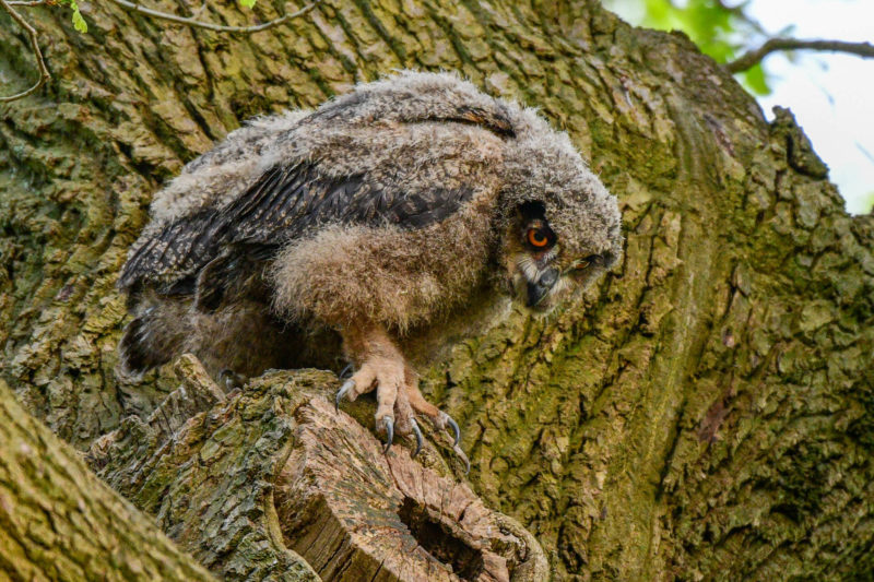 UHU - BIRDS AND NATURE