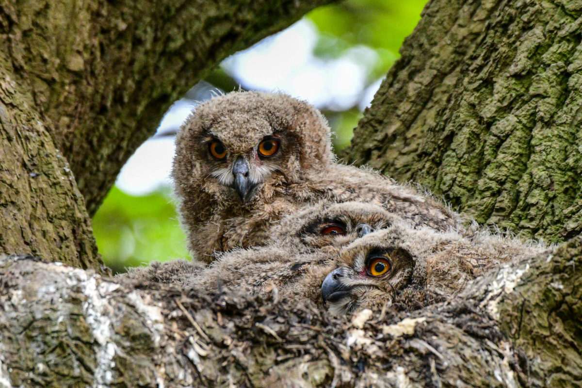 UHU - BIRDS AND NATURE