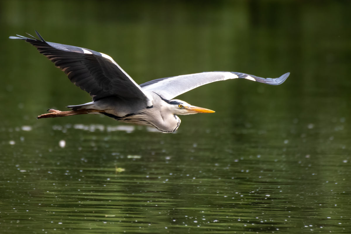 REIHER - BIRDS AND NATURE